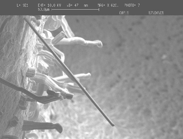 Tin Whiskers - Why they occur? What are the solutions?